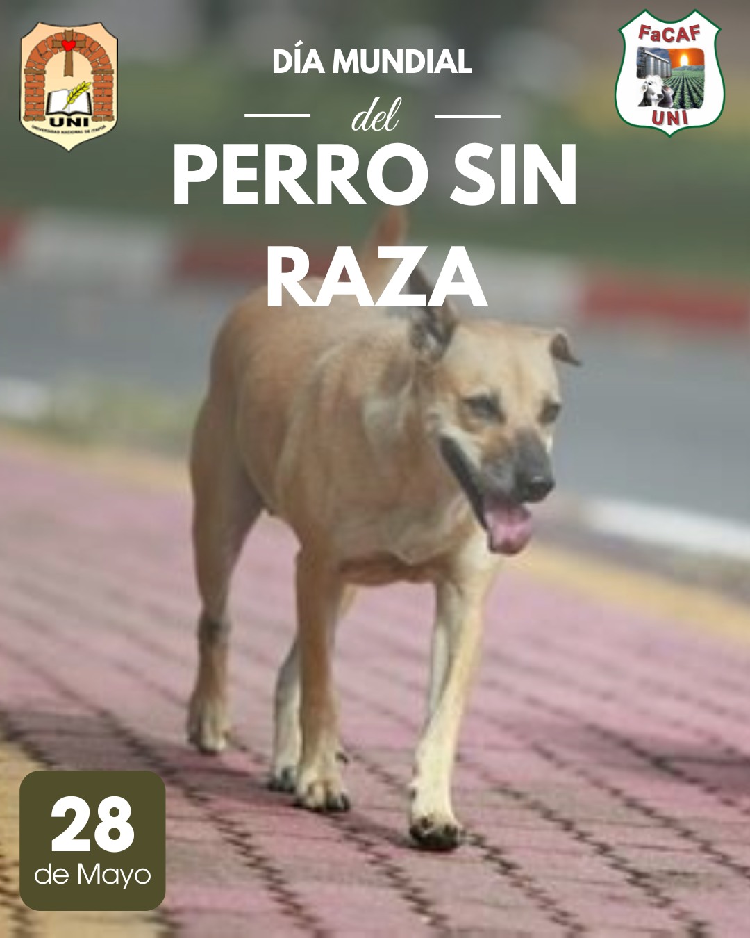 Día Mundial del Perro sin Raza – Facultad de Ciencias Agropecuarias y ...